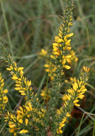 Especies | Cultidelta